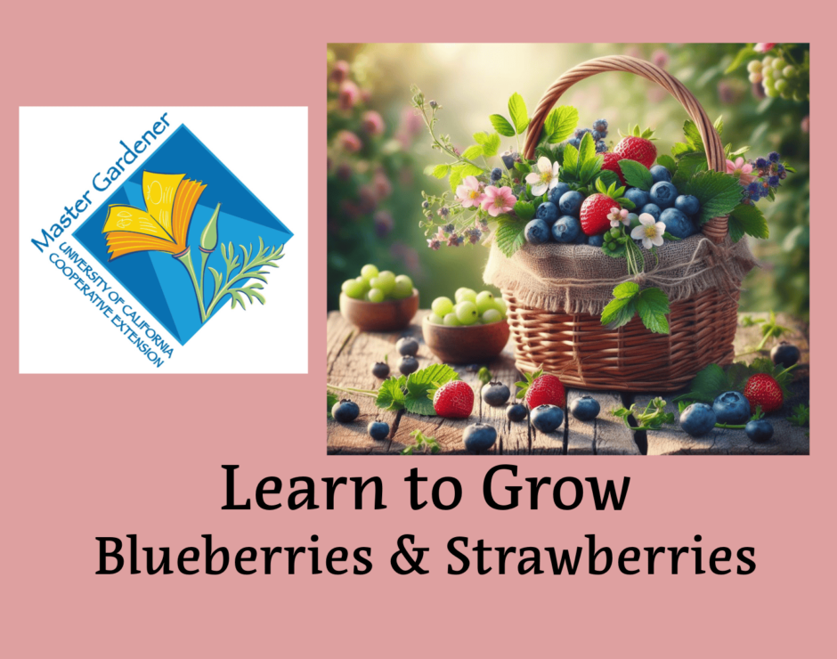 Seniors - Belvedere Tiburon Library